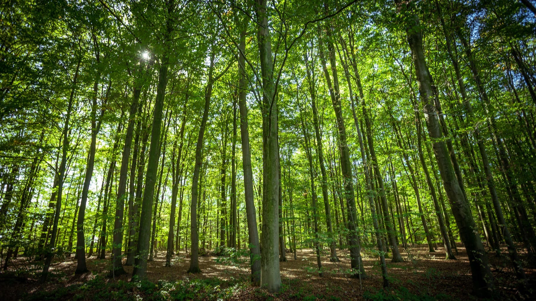 What Is A Tree? | Wolverhampton Tree Service | Our Blog